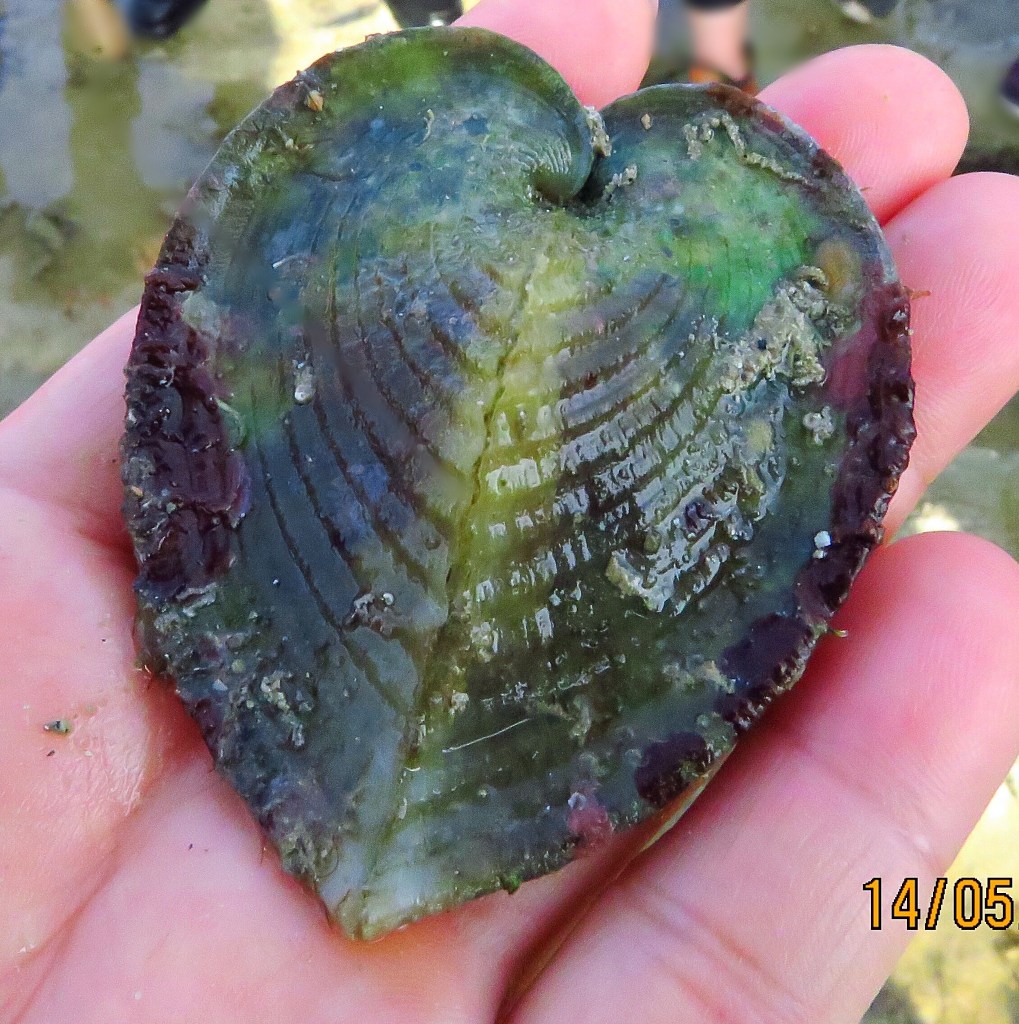 Weird Clam Profile: The Heart Cockles – Clamsplaining