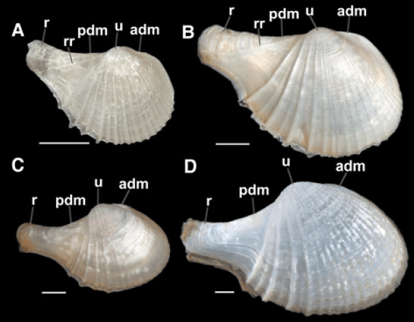 Killer Clams – Clamsplaining
