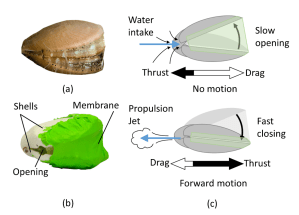 How does a scallop swim? – Clamsplaining