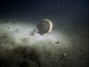 How does a scallop swim? – Clamsplaining