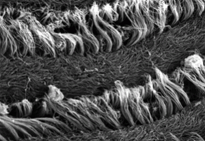 Thoughts of a clam – Clamsplaining