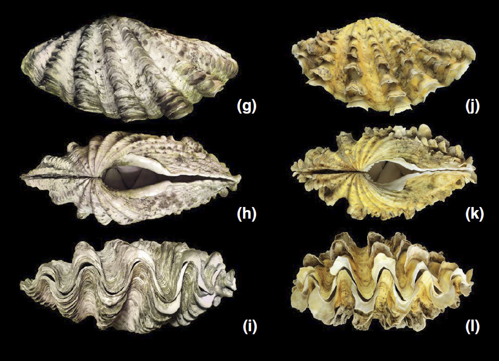 The Mystery of the Giant Clams of the Red Sea and Indian Ocean ...