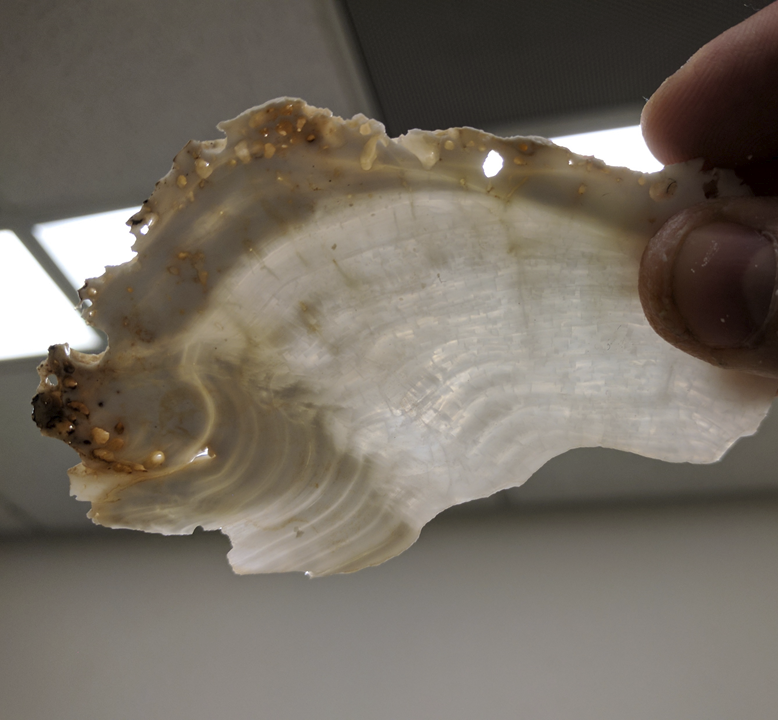 Research Explainer: The chemistry across a “forest” of giant clams ...