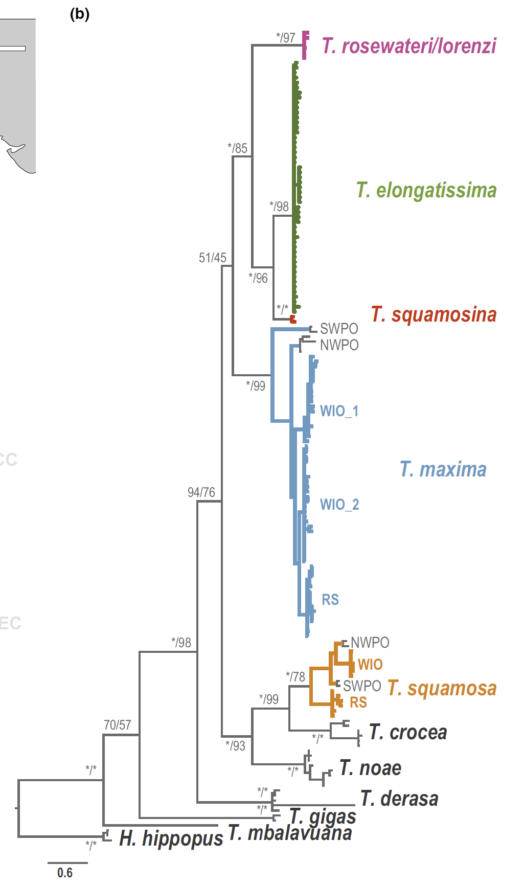 The Mystery of the Giant Clams of the Red Sea and Indian Ocean ...