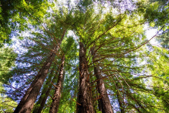 Research Explainer: The chemistry across a “forest” of giant clams ...