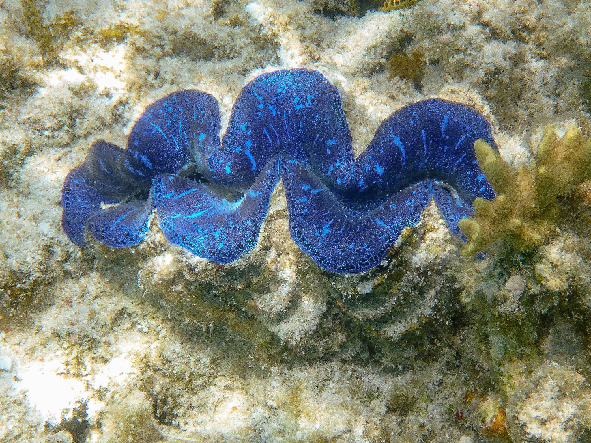 Research Explainer: The chemistry across a “forest” of giant clams ...