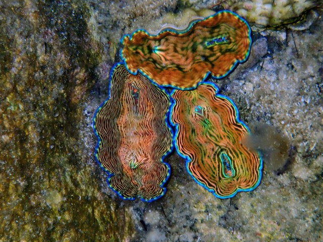 Biosphere 2 Update! – Clamsplaining