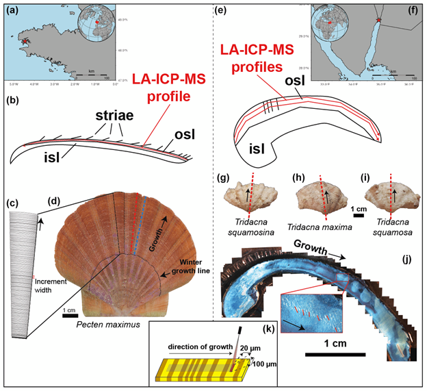 Research Explainer: Comparing the daily shell diaries of giant clams ...