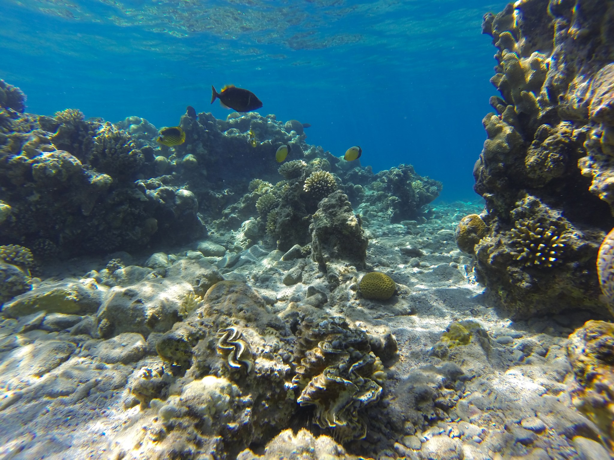 Research Explainer: How giant clams record their diet in their shells ...