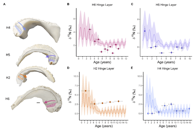 Research Explainer: How giant clams record their diet in their shells ...